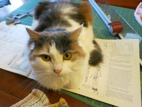 Sewing with Feline Assistance - The Dreamstress