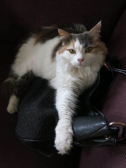 Felicity the cat thedreamstress.com - The Dreamstress