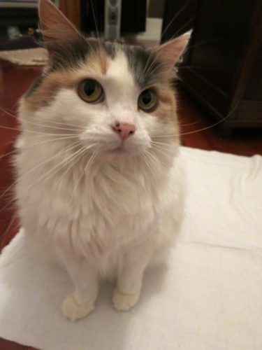 Felicity the cat thedreamstress.com - The Dreamstress