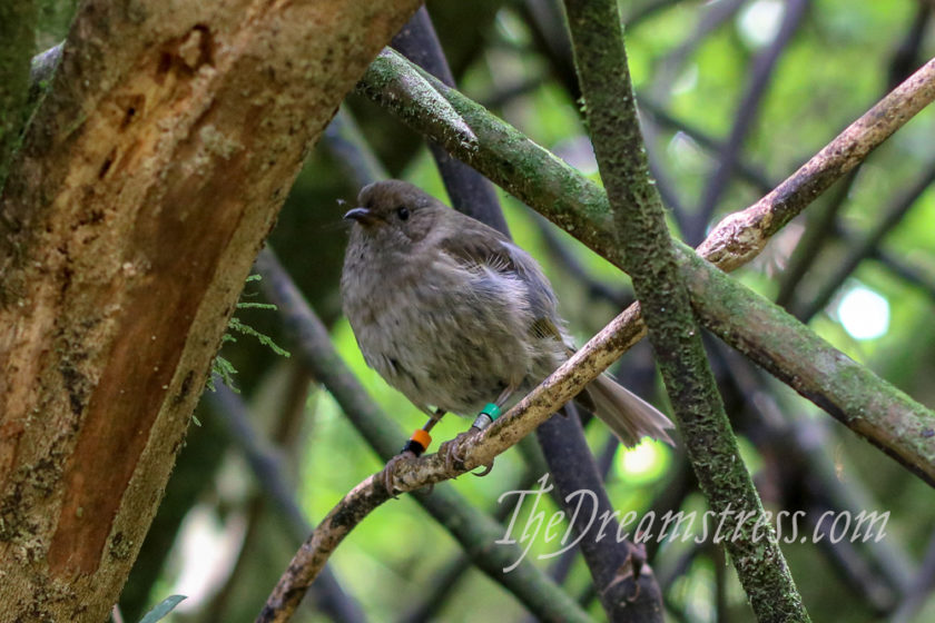 The bird life of Zealandia (with bonus dino-lizards) - The Dreamstress