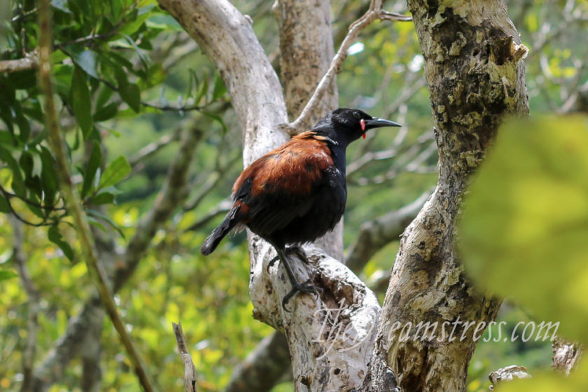 The bird life of Zealandia (with bonus dino-lizards) - The Dreamstress